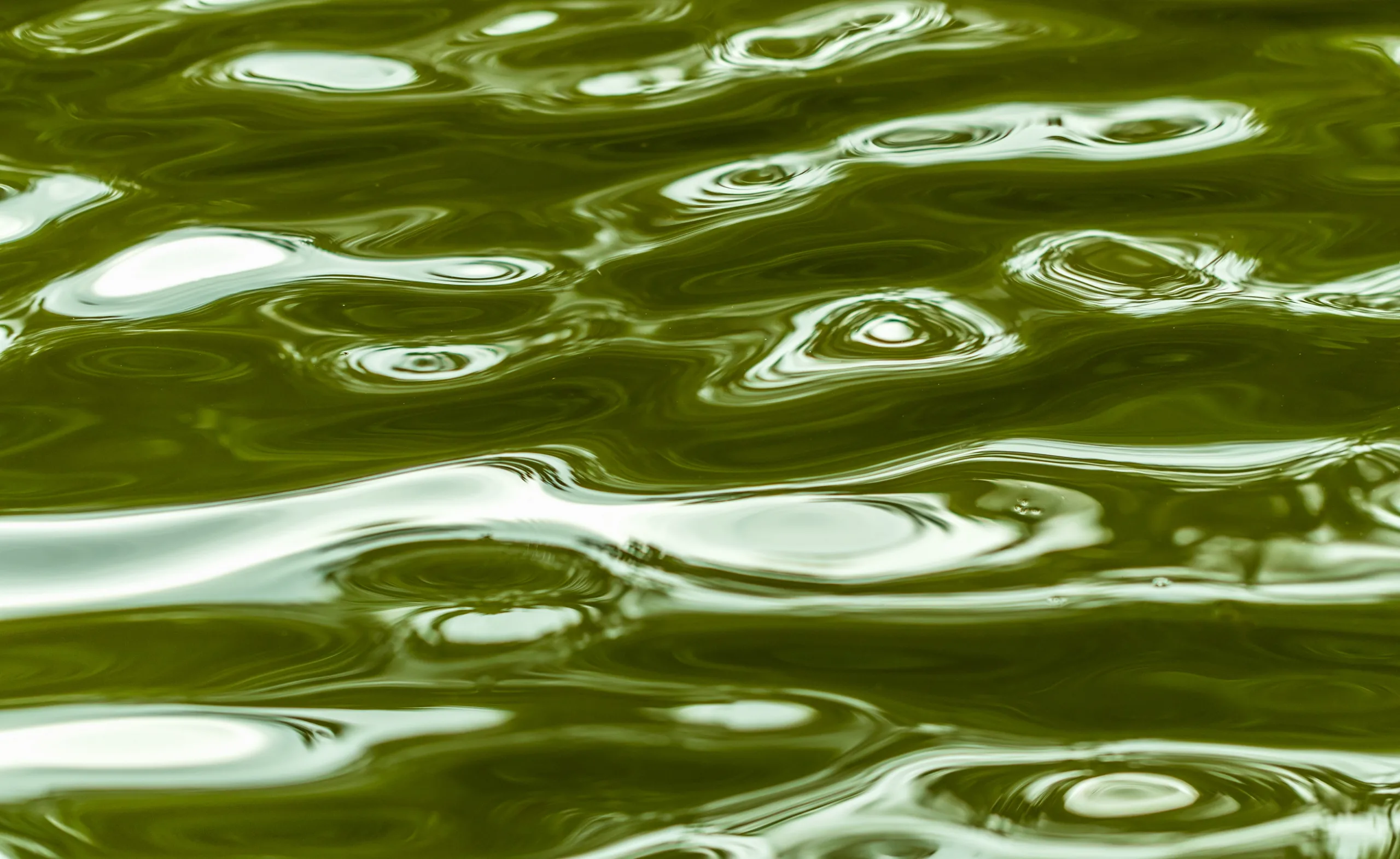 Algal Oils: Composition, Properties, and Uses - FoodWrite